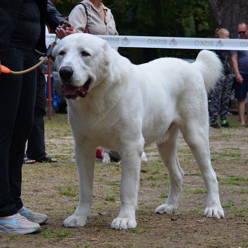 Среднеазиатская овчарка алабай вязка