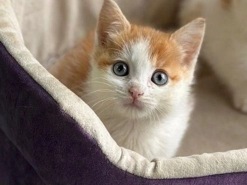 Котишки из приюта ждут человека
