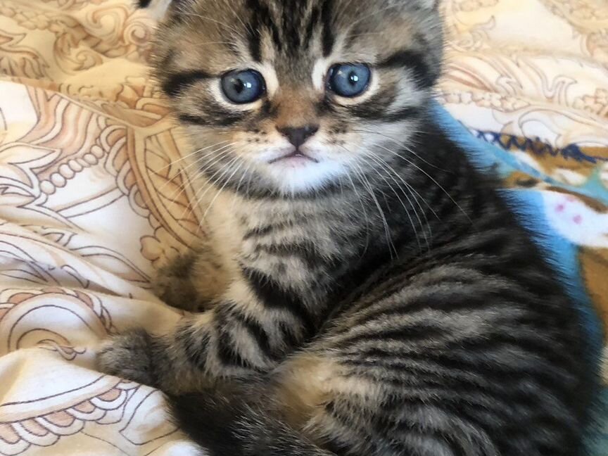 Шотландский вислоухий котёнок