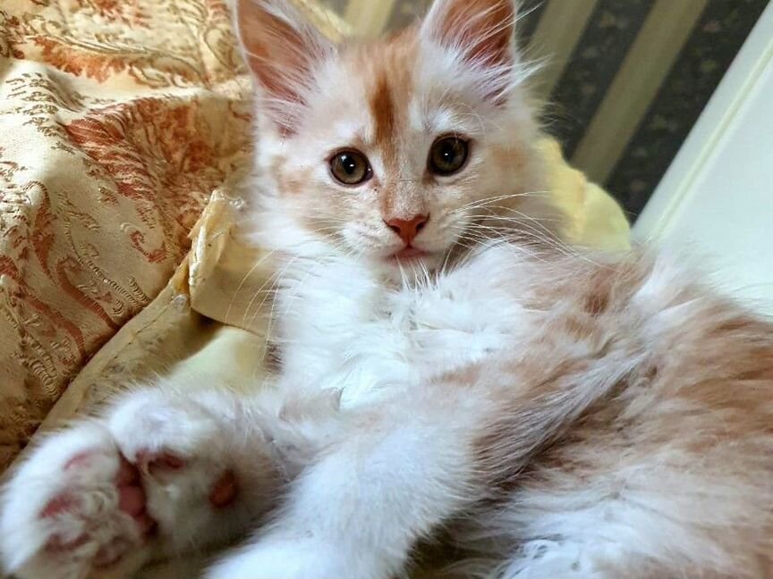 Мейн-кун полидакт пальчики 6666