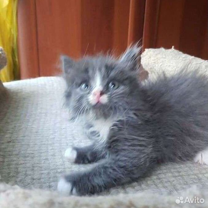 Сибирская котенок мальчик 1,5мес Мотя