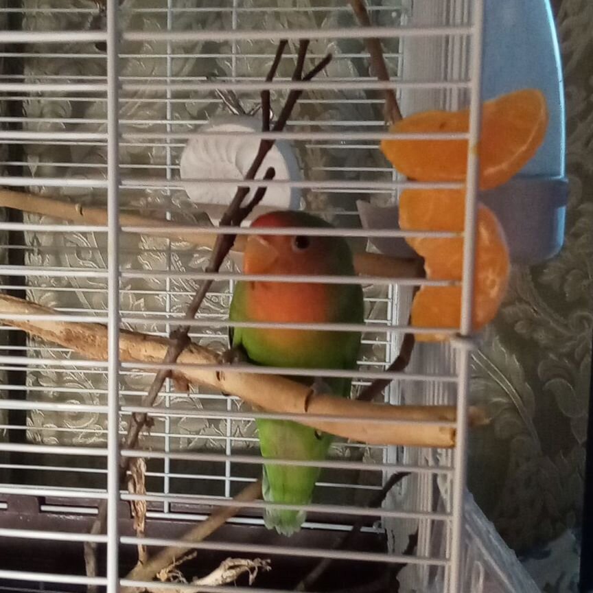 Попугай неразлучники