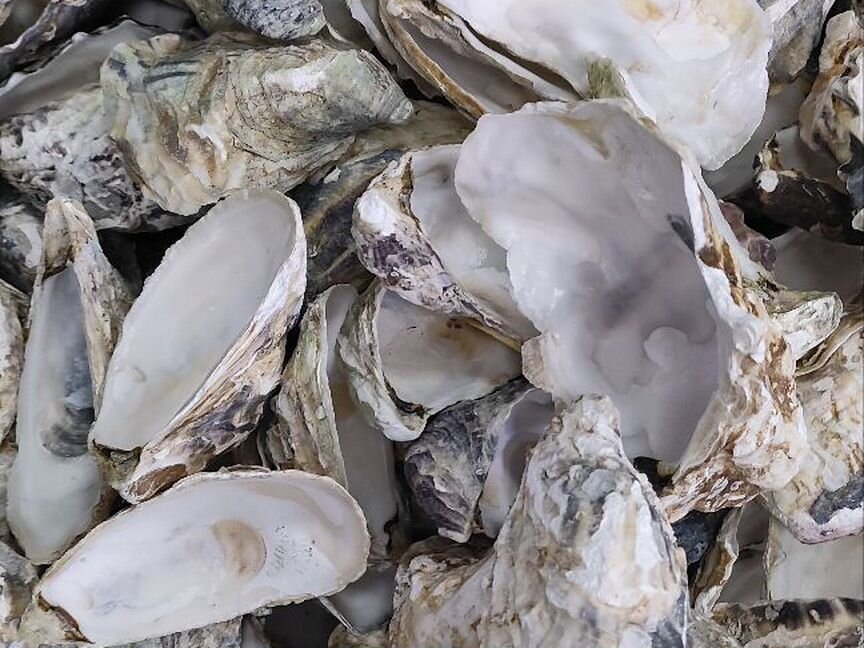 Морские ракушки раковины большие