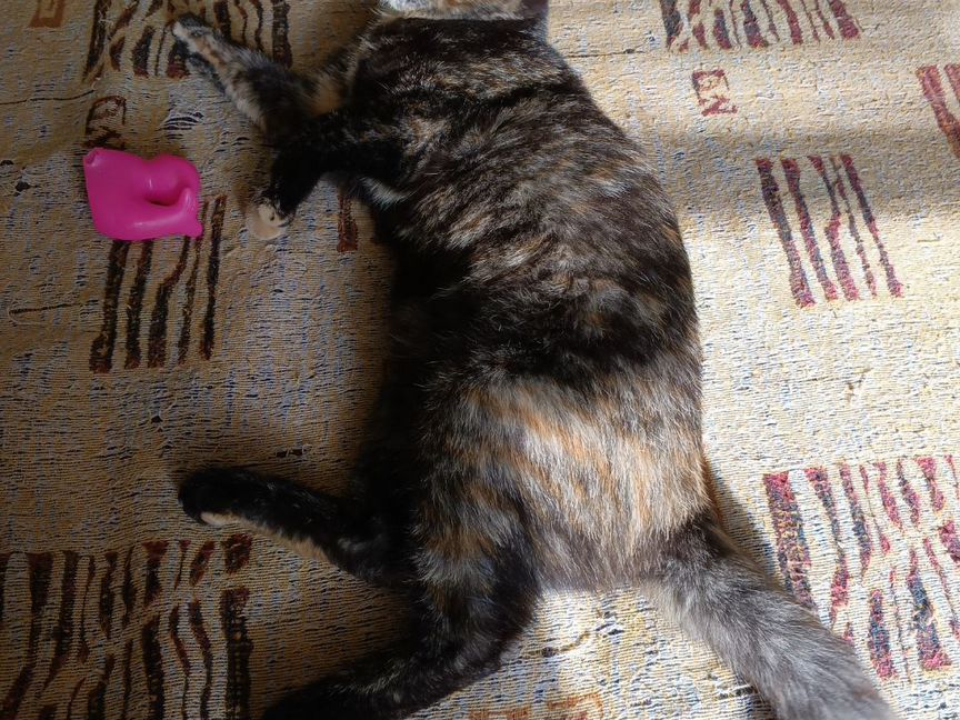 Кошка в дар бесплатно