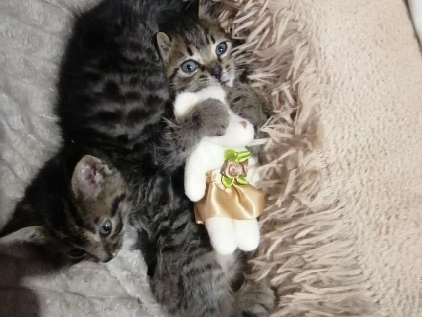 Милые котята в добрые руки