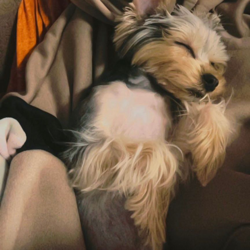 Йоркширский терьер, взрослая собака