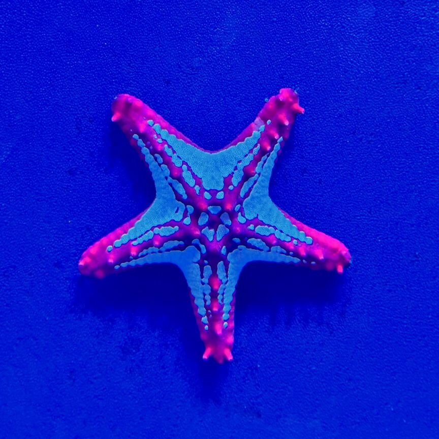 Морская звезда протореастер Protoreaster linckii