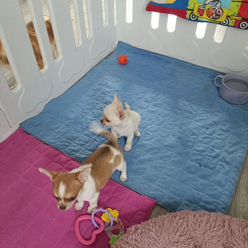 Мини пупсики