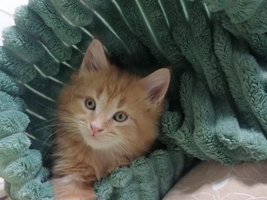 Мейн-кун котëнок