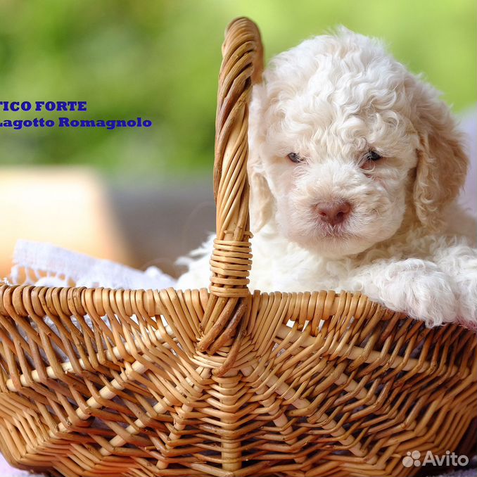 Лаготто романьоло