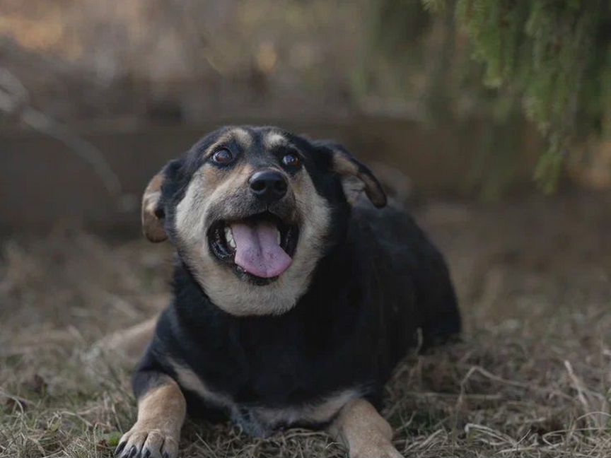 Эльзочка ищет дом