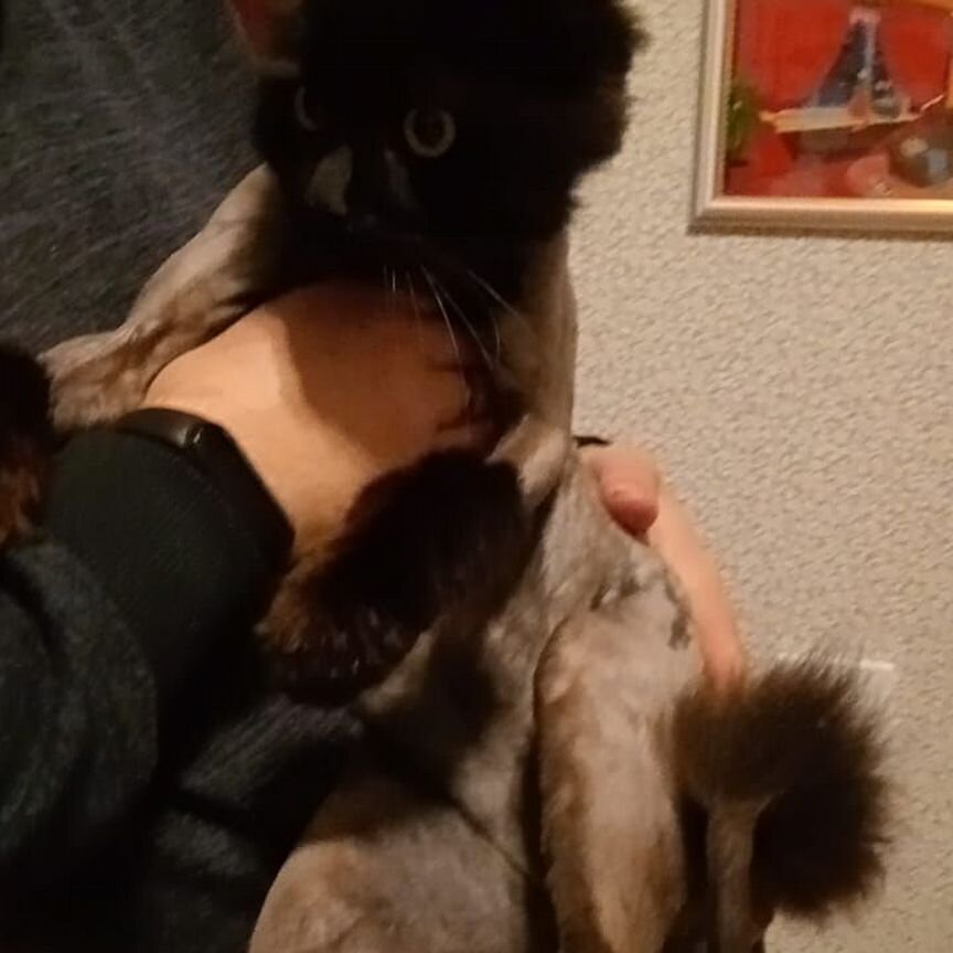 Отдам кота в добрые руки бесплатно