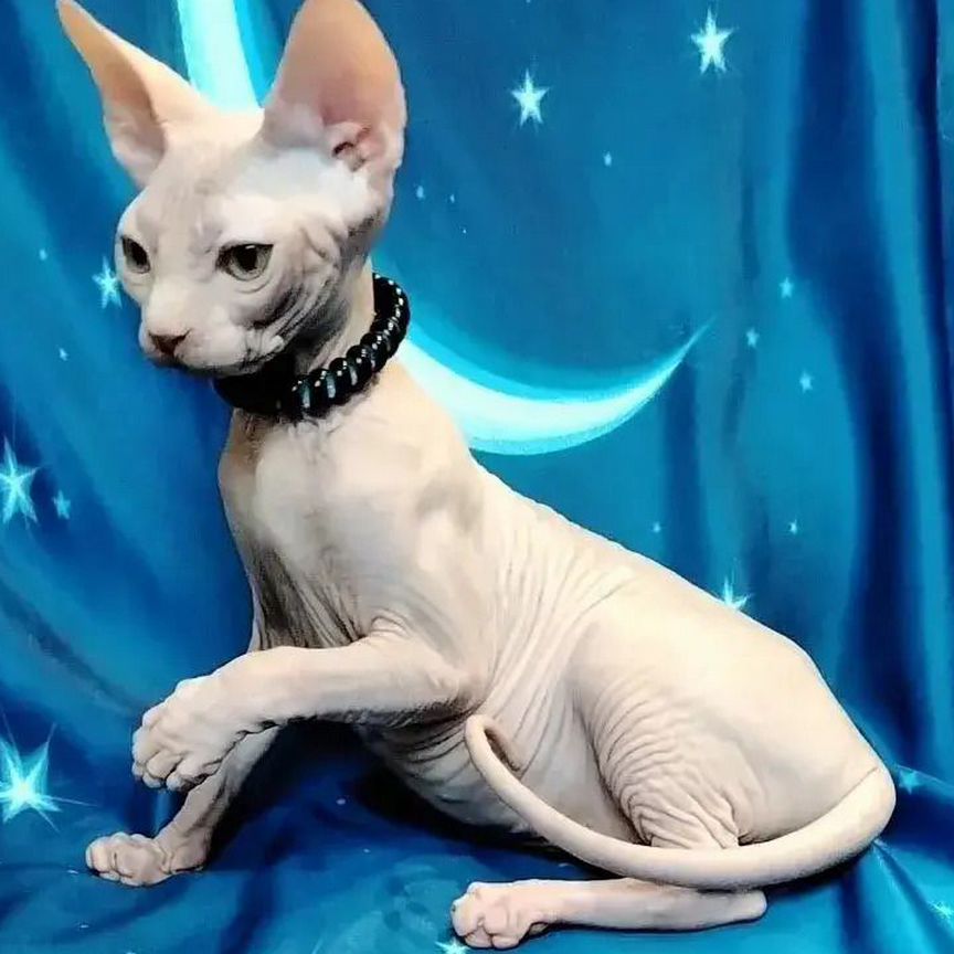 Канадский сфинкс котёнок