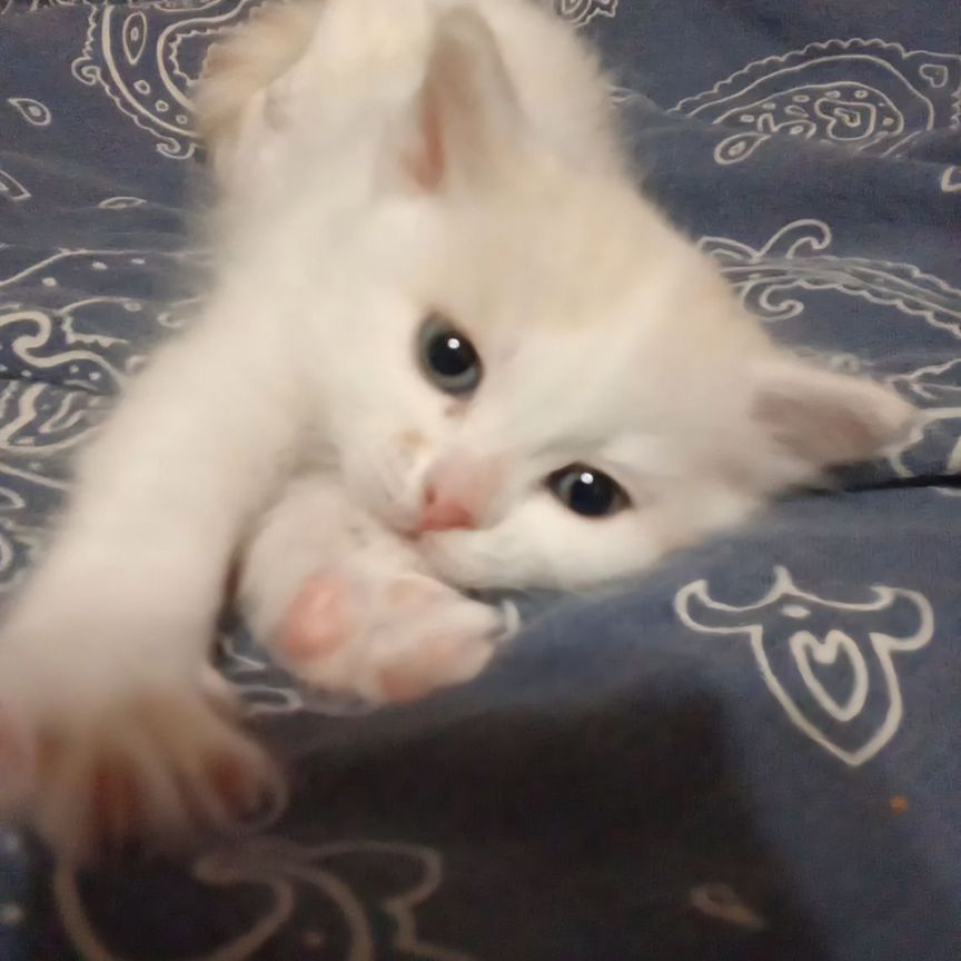 Котёнок в добрые руки