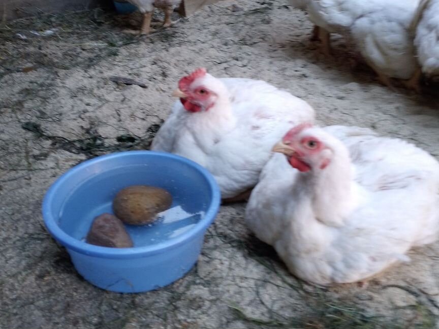 Цыплята бройлеры двухмесячные