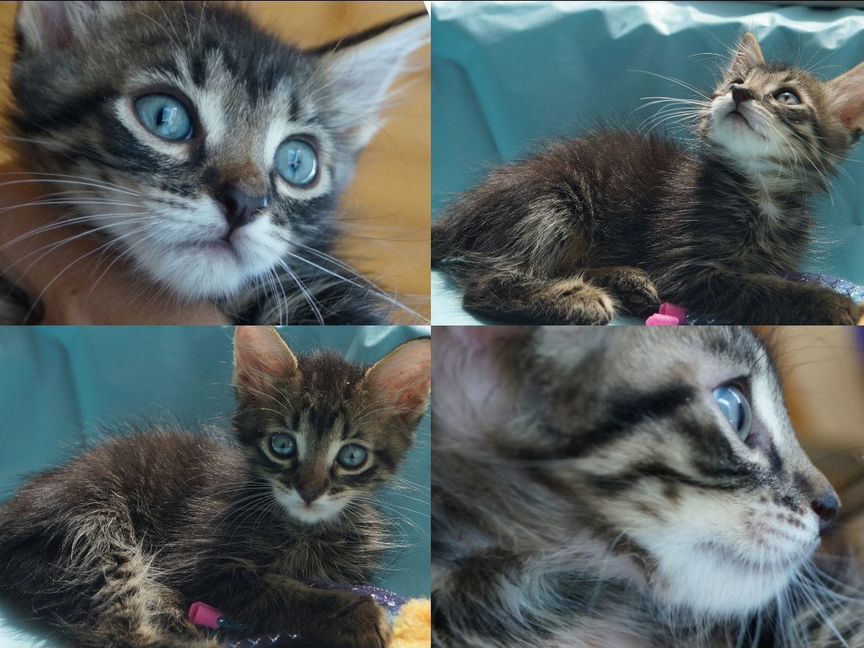 Котенок мальчик пушистый с кисточками
