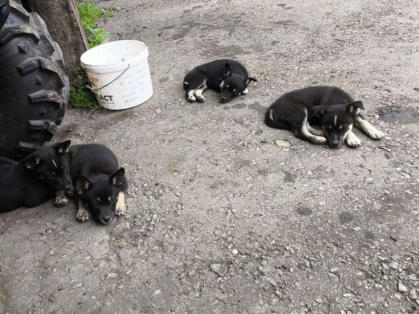 Собака в добрые руки