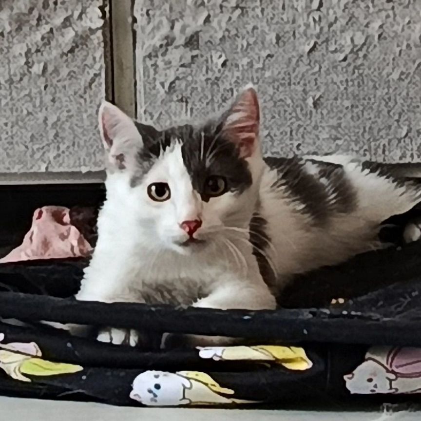 Котик Карл в добрую семью