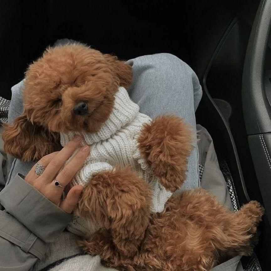 Карликовый пудель настоящий редбраун