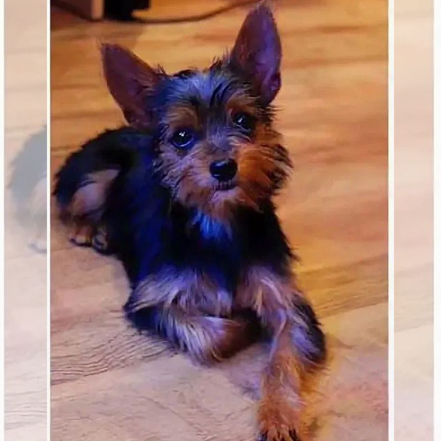 Няня для животных