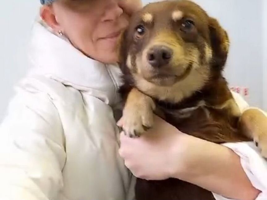 Собака коротколапик мальчик 1 год