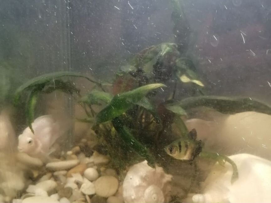 Рыбки для аквариумаРыба