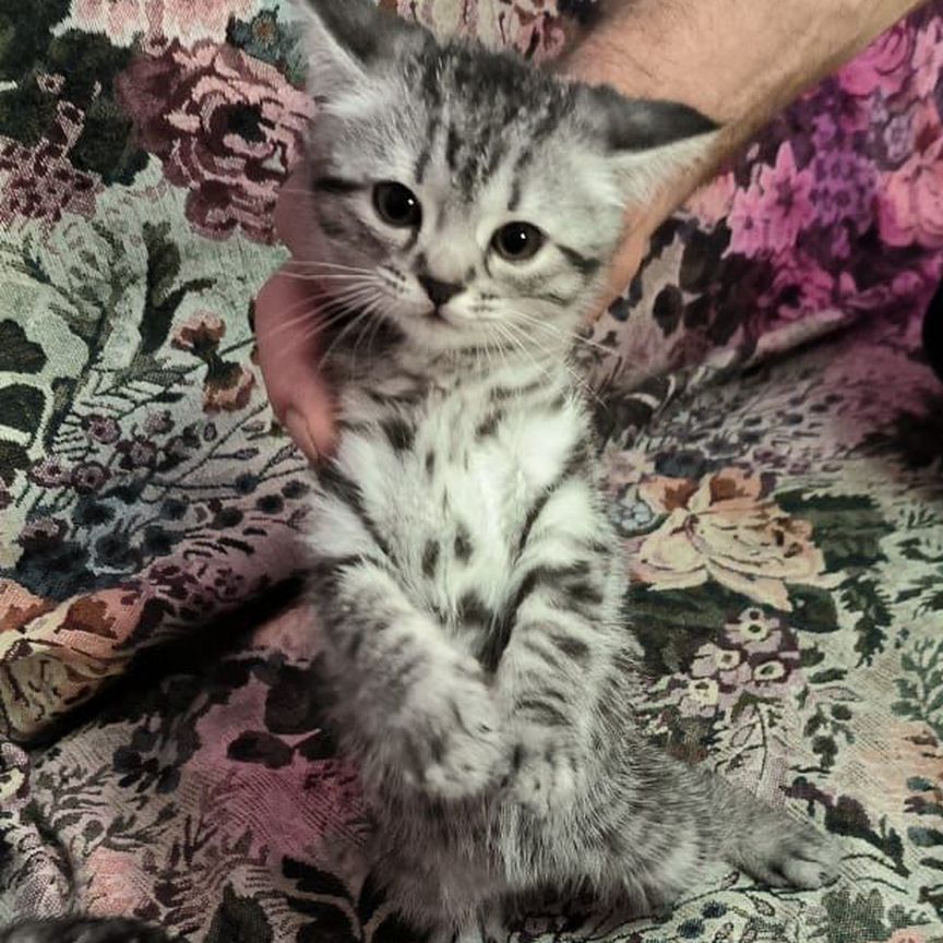 Котята