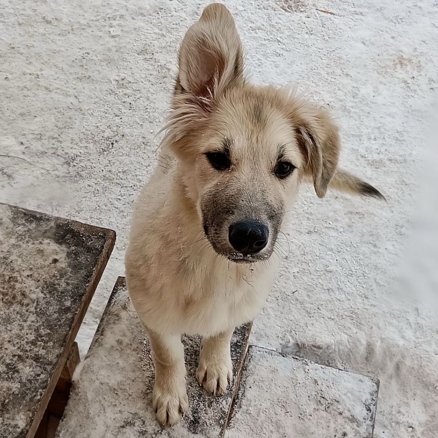 Щенок в добрые руки