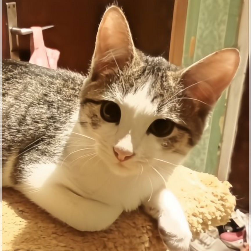 Взрослая кошка от частного владельца