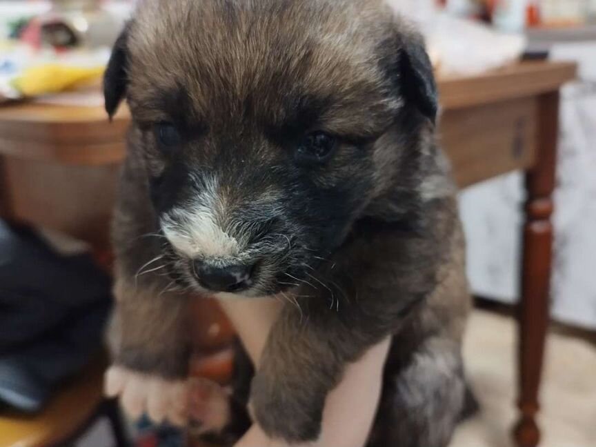 Щенки в добрые руки