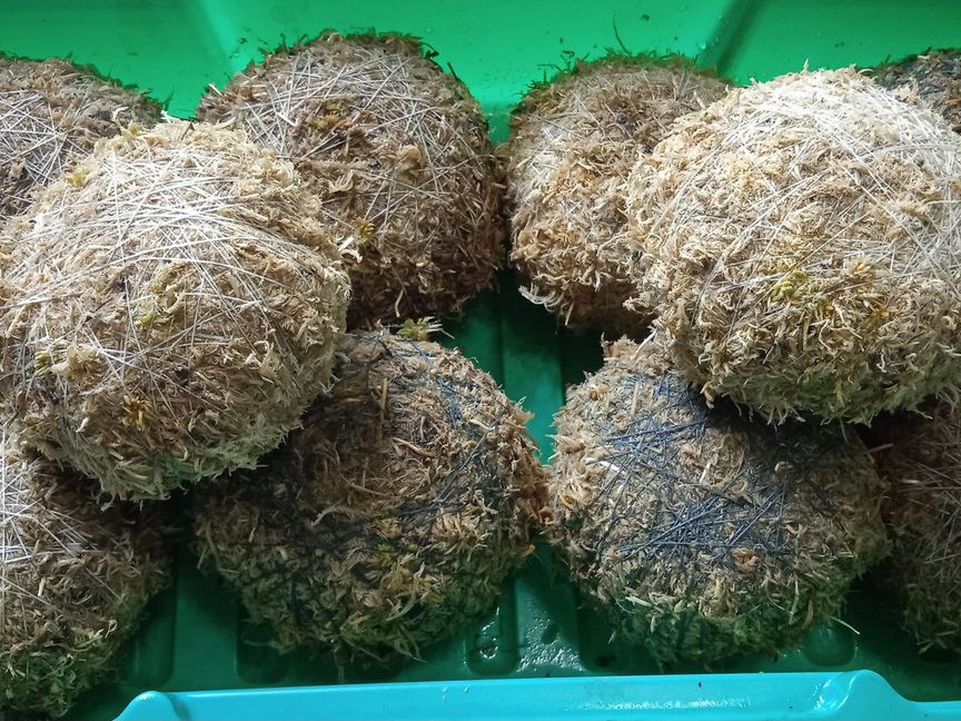 Продам вабикусы (питательные кочки)