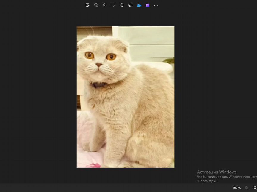 Шотландские вислоухие котята