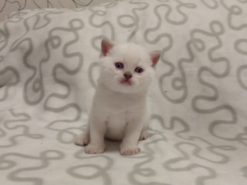 Британские котята