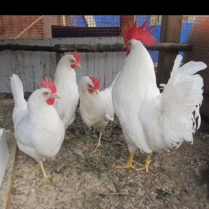 Куры молодки