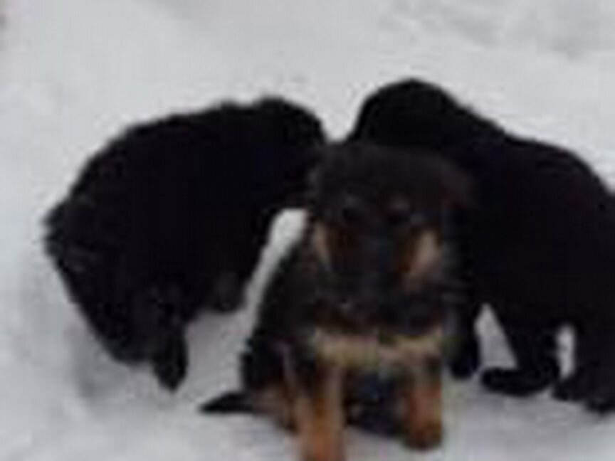 Немецкие овчарята