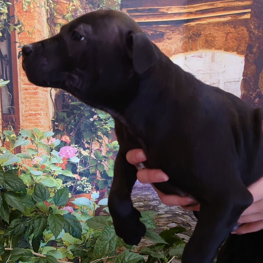 Американский питбультерьер, щенок