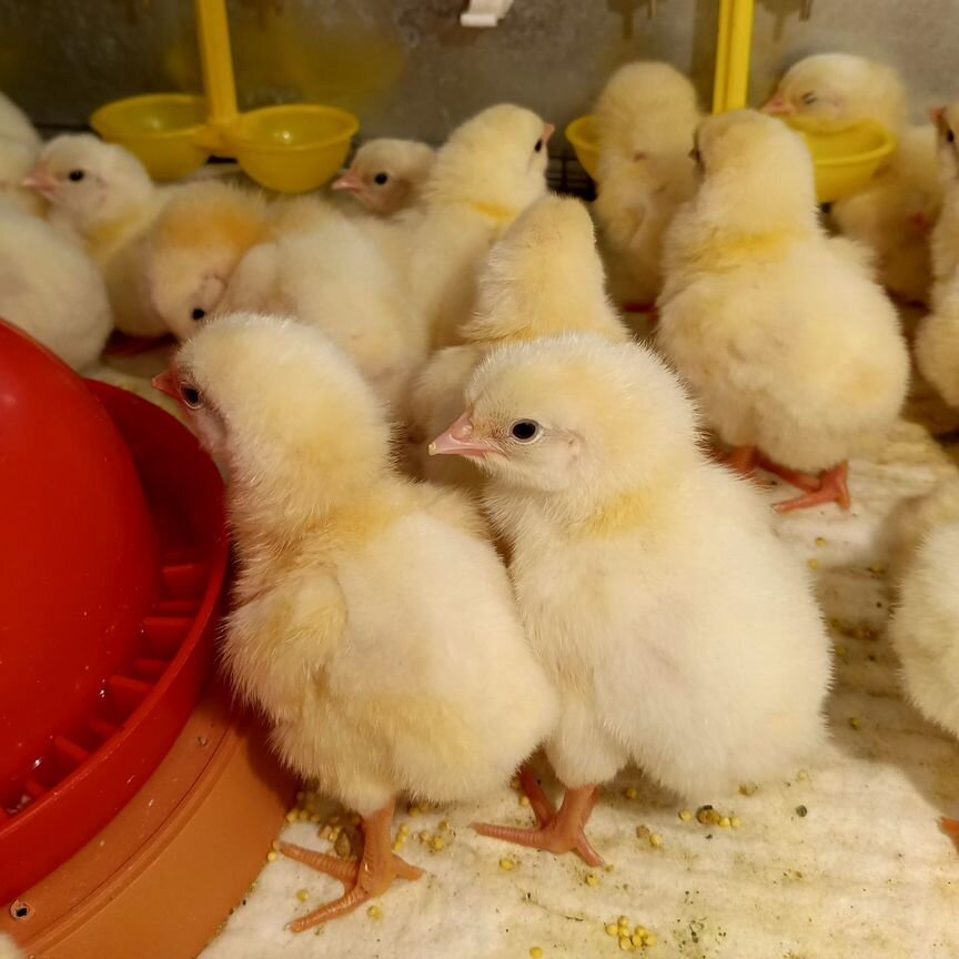 Суточные цыплята бройлеры