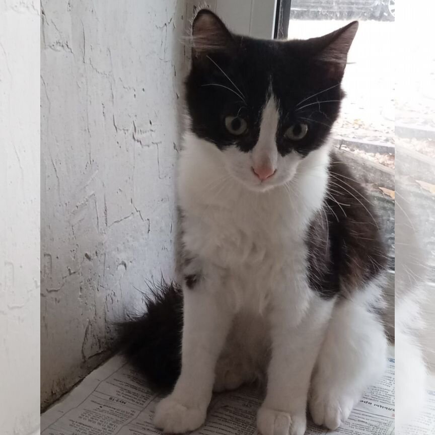 Котики бесплатно в добрые руки