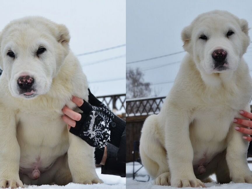 Среднеазиатская овчарка. Алабай. Щенки
