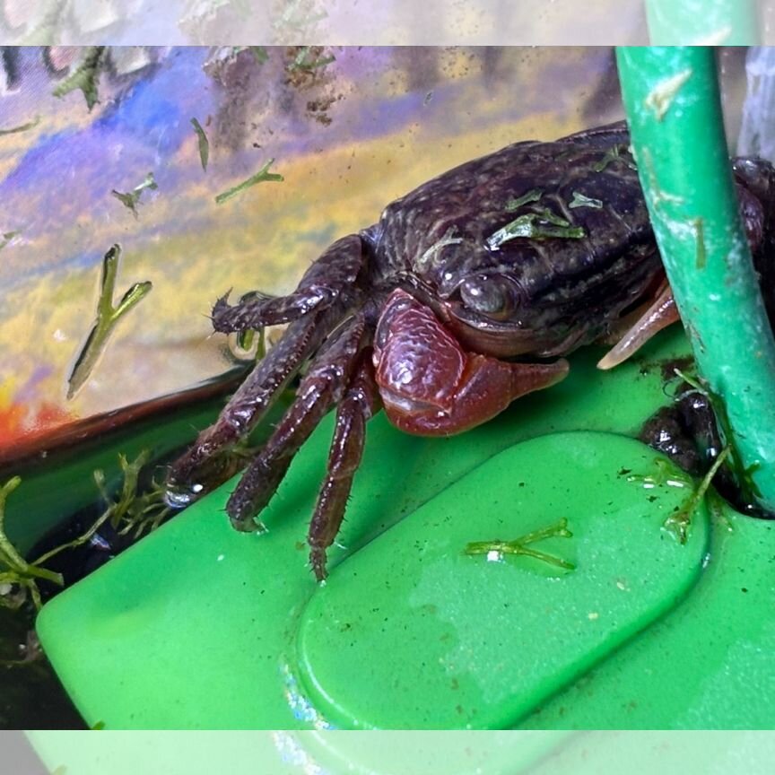 Мангровый краб