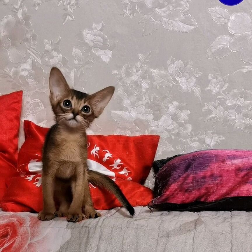 Абиссинские котята (кошки, окрас Рудди)
