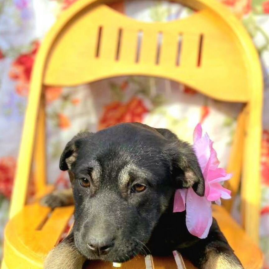 Знойная красотка Шейла ищет дом