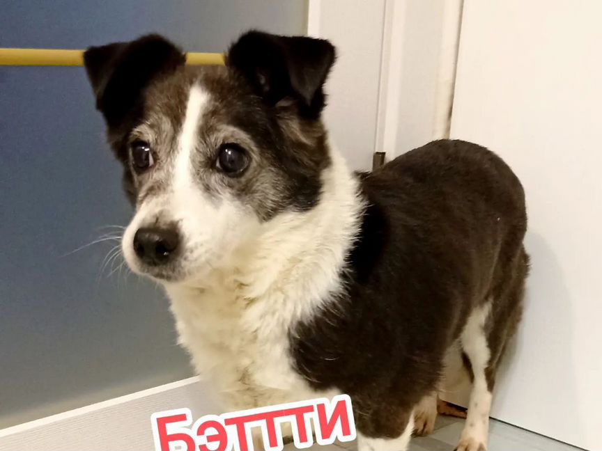 Собака средних лет ждёт свою семью