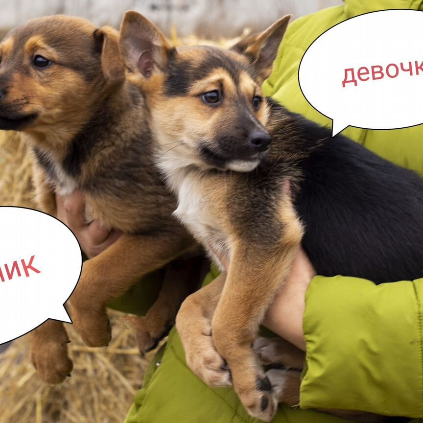 Щенки жившие на стройке ищут дом