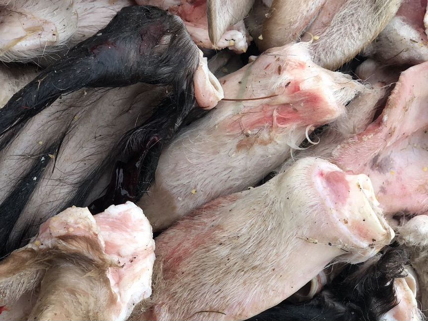 Уши бараньи для собак