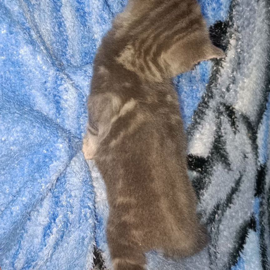 Красивая шотландка с крылышками на спине