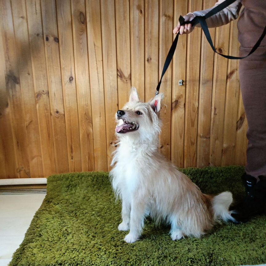 Небольшая собака