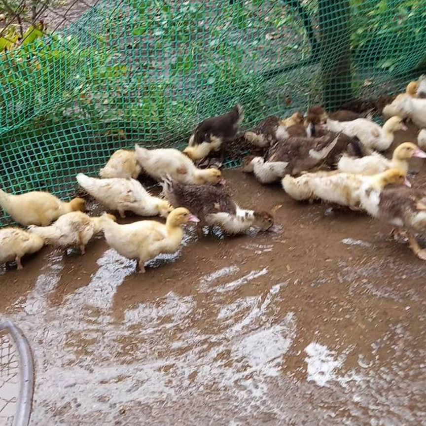 Продам уток