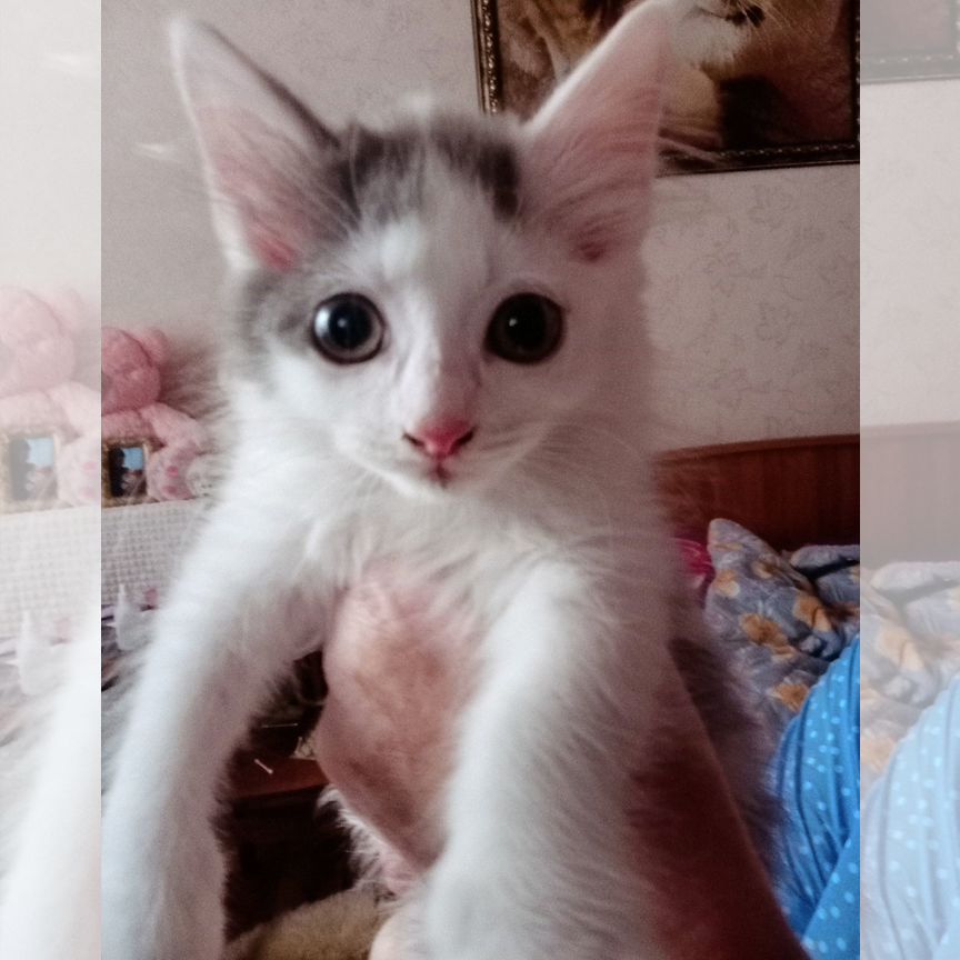 Котенок девочка в добрые руки