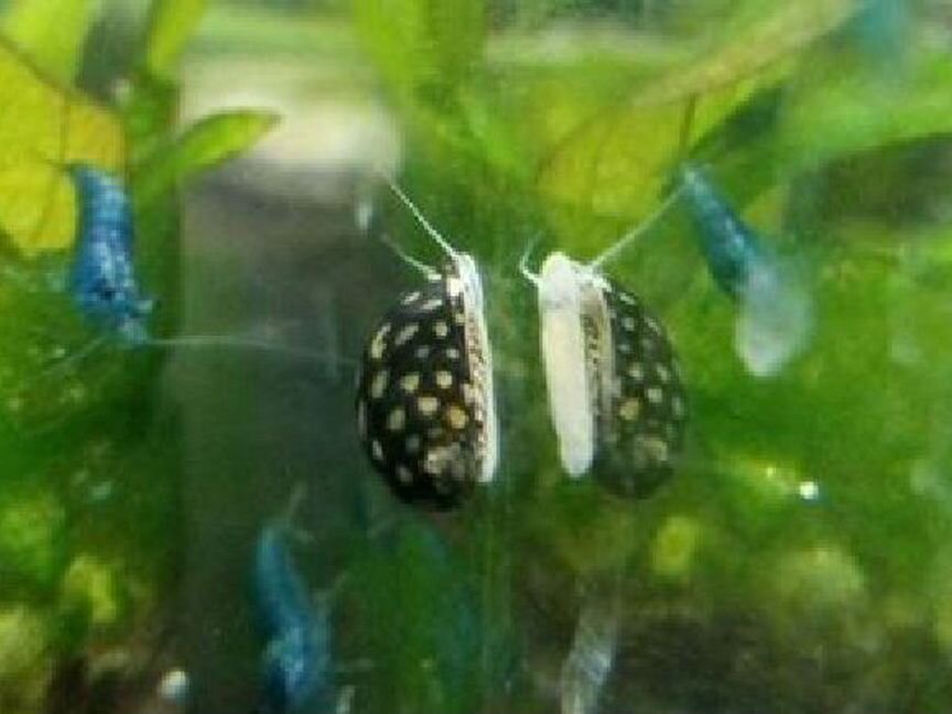 Теодоксус улитка